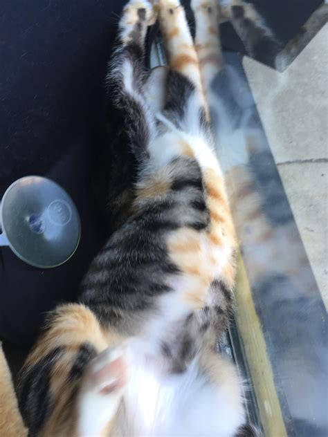 The Underside Of This Cat R Mildlyinteresting