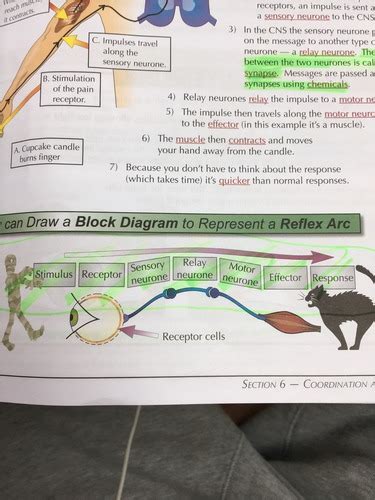 Bio Section 6 Flashcards Quizlet