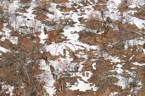 Yaban Domuzu SÜrÜsÜ Dronla GÖrÜntÜlendİ Avdoğa Dergisi