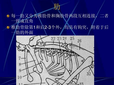 鸡的解剖 Word文档在线阅读与下载 无忧文档