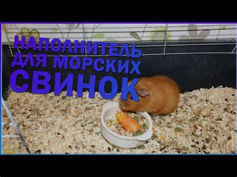 НАПОЛНИТЕЛЬ ДЛЯ МОРСКОЙ СВИНКИ - YouTube