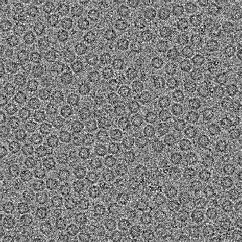 Inaccurate Apoferritin Picking Particle Picking Cryosparc Discuss