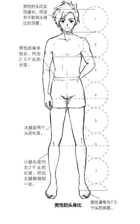 动漫人体比例怎么画？动漫人体比例的详细画法！ 搜狐大视野 搜狐新闻