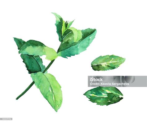 민트 또는 페퍼민트 신선한 잎은 흰색 배경에 고립되어 있습니다 수채화 손 그리기 그림 포스터 배너 인쇄 여름 음식 장식 또는 의료 허브에 적합합니다 건강관리와 의술에 대한