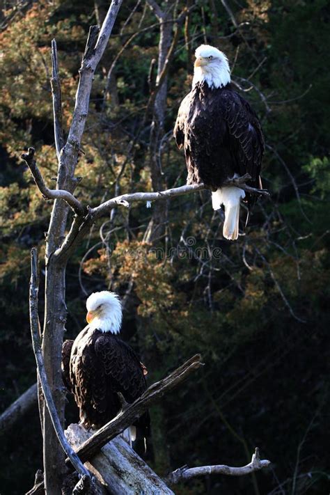 Pair Of Eagles Sitting On A Tree Branch Next To A Green Palm Tree On A