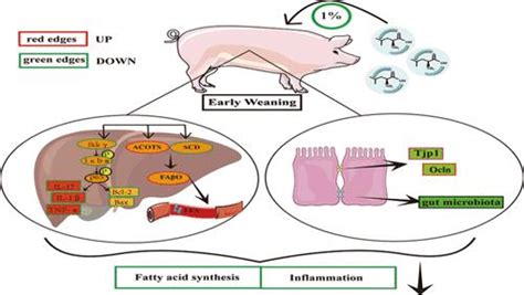 补充亮氨酸可调节早期断奶仔猪的脂质代谢和炎症journal Of Agricultural And Food Chemistry X Mol