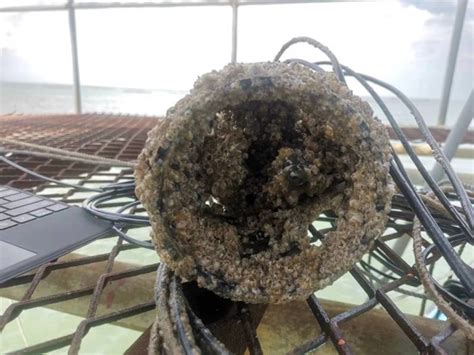 海洋生物附着对水质传感器的影响及解决方案 —— 青岛罗梅森海洋科技公司溶解氧荧光传感器解析 青岛罗梅森海洋科技有限公司