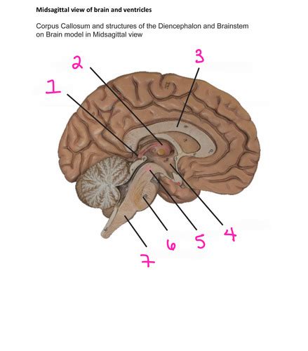 Nerve Lab Quiz Flashcards Quizlet