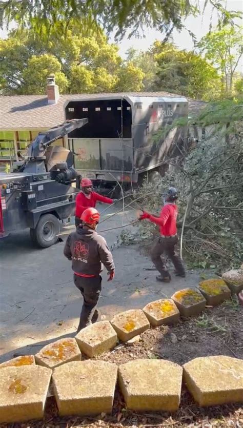 What To Do When A Branch Breaks Off A Tree A Plus Tree