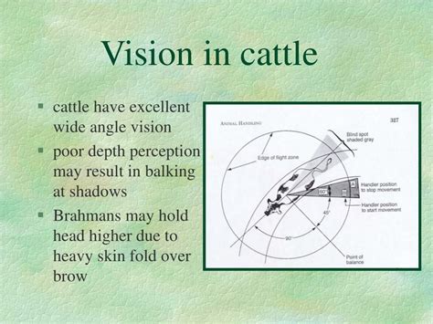 Ppt Cattle Behavior Powerpoint Presentation Free Download Id5640715