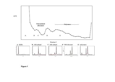 Isolation Of Polysomes By Sucrose Gradient Centrifugation Download Scientific Diagram