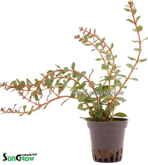 Rotala Vietnam Hra - FishLove