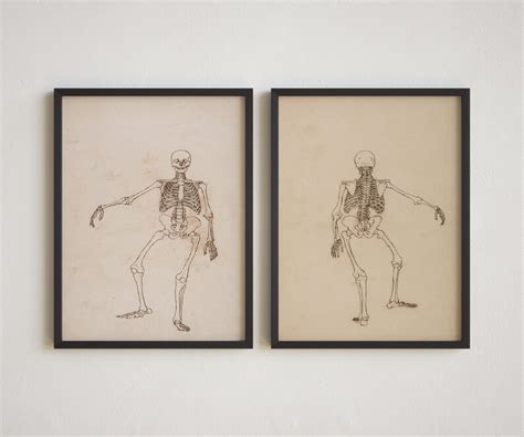 Vintage Anatomy Drawings Skeleton Wall Art Printable Digital