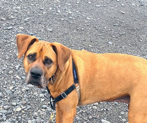 名前を呼ばれた土佐犬さん 気持ちが丸わかりな表情の変化が「愛おしい」 「えっへっへ」土佐犬の女の子のかわいい笑顔に癒されます Limo