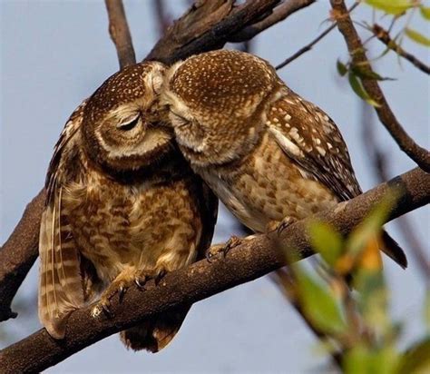 Схема вышивки «птичья любовь №2294567 Вышивка крестом