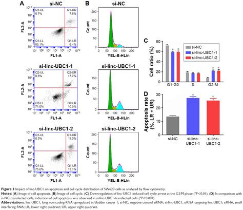 Overexpression Of The Long Non Coding RNA Linc UBC1 Is Associated Wi