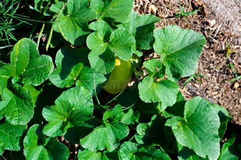 Melon Patch Near Concrete Back Alley In Dallas Texas Organically Grown Japanese Golden Melon