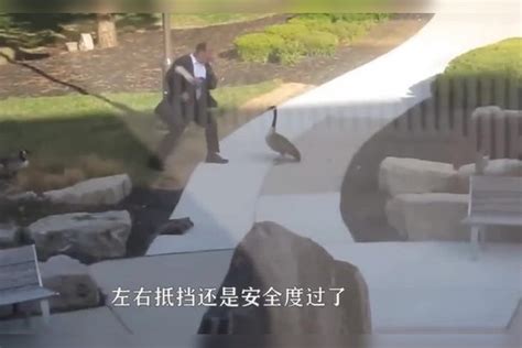 男子下班遭到村霸攻击，像是要拦路抢劫，男子与大鹅展开搏斗！男子村霸攻击