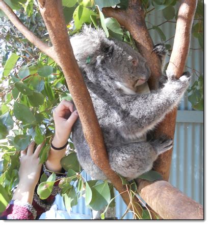 Saving Koalas Using Genomics Research And Cloud Computing Aws News Blog