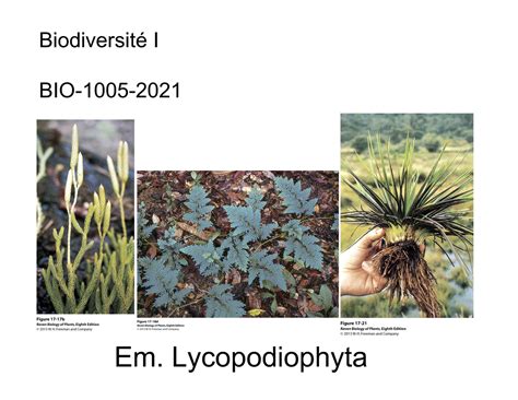 Cours 16 Lycopodiophyta Em Lycopodiophyta Biodiversité I Bio 1005