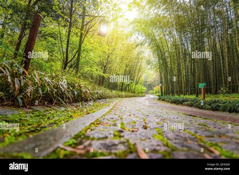 A Path In China With Bamboo Trees A Path In A Tourist Park In China