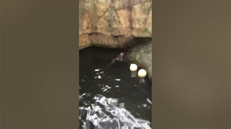 小爪水獺愛玩耍 台北市立動物園 Youtube