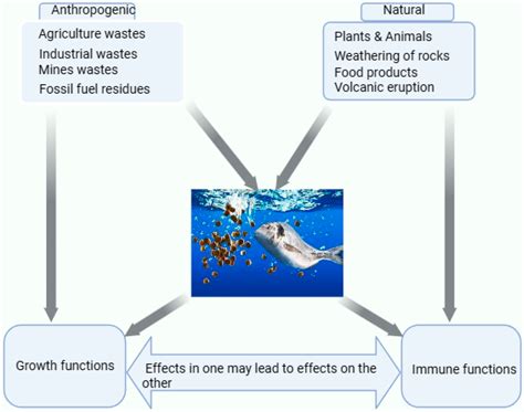 Dietary Selenium Encyclopedia Mdpi