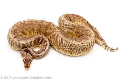 Silver Cinder Bee Outback Reptiles