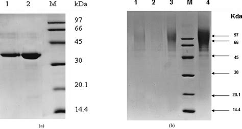 A Characterization Of Pure L Asparaginase Under Reducing Conditions Download Scientific