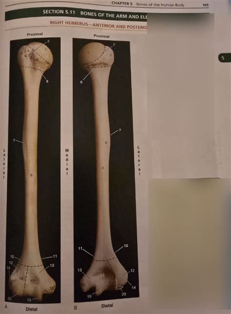 Right Humerus Anterior And Posterior Views Diagram Quizlet