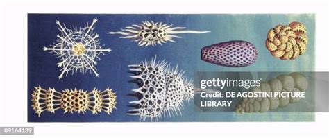 Foraminifera Fossils Photos And Premium High Res Pictures Getty Images