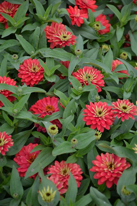 Zahara Double Salmon Zinnia Zinnia Zahara Double Salmon In