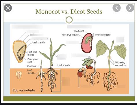 Plants Diagram Quizlet