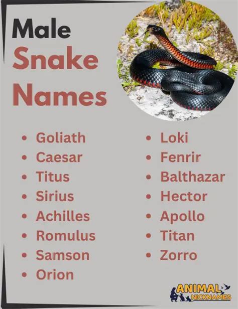 Silly Snake Names Silly Snake Worm Edition By Itayg The Toy Silly Snake Names Silly Snake Worm Edition By Itayg The Toy