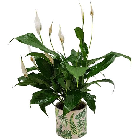 Crinul Pacii Spathiphyllum Wallisii Florarie în Tulcea Uca Flowers