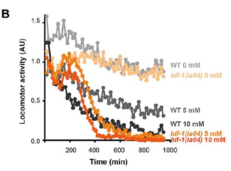Hif 1 Has A Central Role In Caenorhabditis Elegans Organismal Response To Selenium Phylumtech