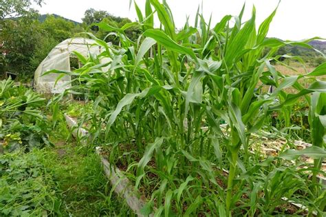 Premium Photo Corn Growing In The Backyard Cultivation Of Corn In