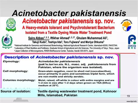 Acinetobacter Ppt