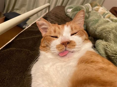 寝落ち寸前なのに舌をしまい忘れた猫さん 油断しきっている表情にほっこり おたくま経済新聞