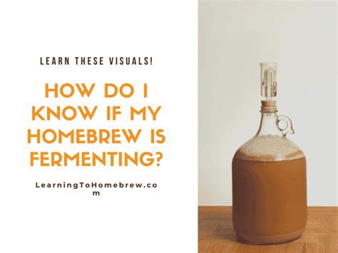 Reasons Why Your Homebrew Is Not Fermenting And What To Do