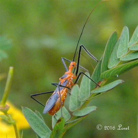Milkweed Assassin Bug Zelus Longipes Central Florida Critter Of The Day