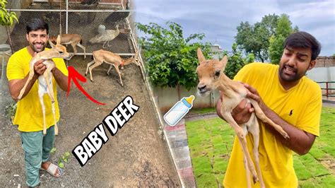 Hamary Hiran Nay Bacha Dy Dia 😀 Sab He Preshan Youtube