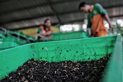 Intip Potensi Budi Daya Maggot Di Mojokerto Kurangi Sampah Dan