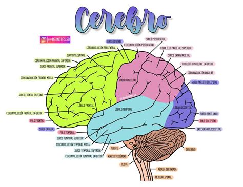 Anatomia Do Cérebro Pdf RETOEDU