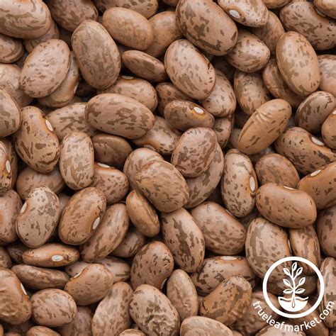 bean seeds shell pinto bulk wholesale