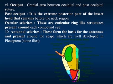 Lec Body Segmentation Structure Of Head Its Types Ppt