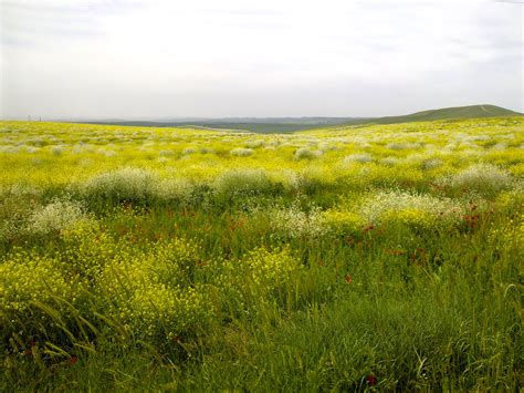 Степи Казахстана весной 51 фото
