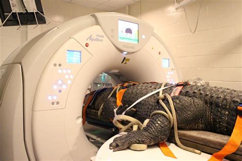 Wild Photos Show Florida Alligator Getting A Ct Scan