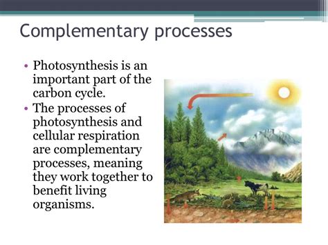 Photosynthesis And Respiration Ppt Download
