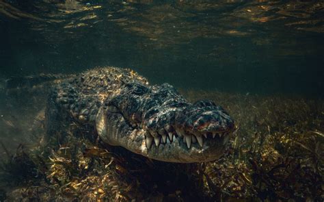 The Biggest American Crocodileever Recorded